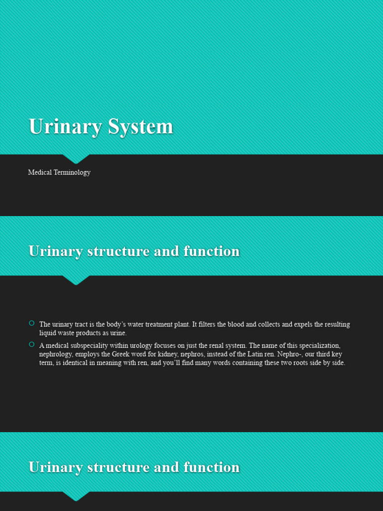 Urinary System | PDF | Kidney | Clinical Medicine
