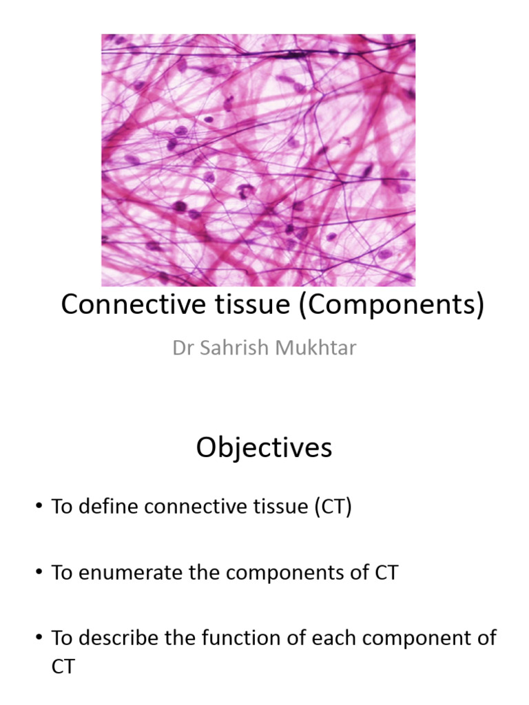A (T) Connective Tissue Component | PDF | Connective Tissue | Collagen