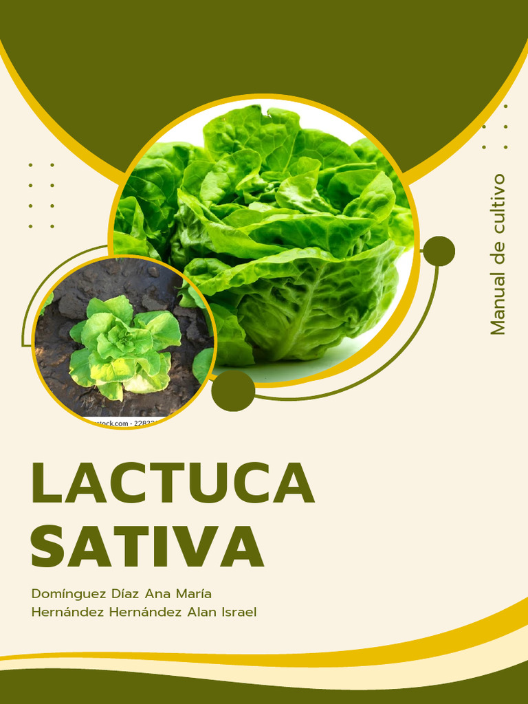 Lactuca Sativa | PDF | Lechuga | Riego
