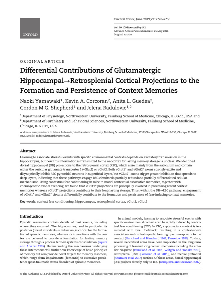 MEMÓRIA | PDF | Hippocampus | Memory
