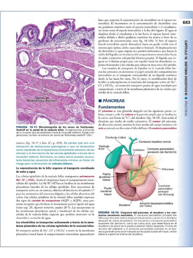 Corto Pancreas | PDF