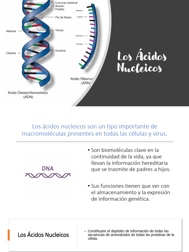 Clase - Acidos Nucleicos | PDF | Rna | Adn