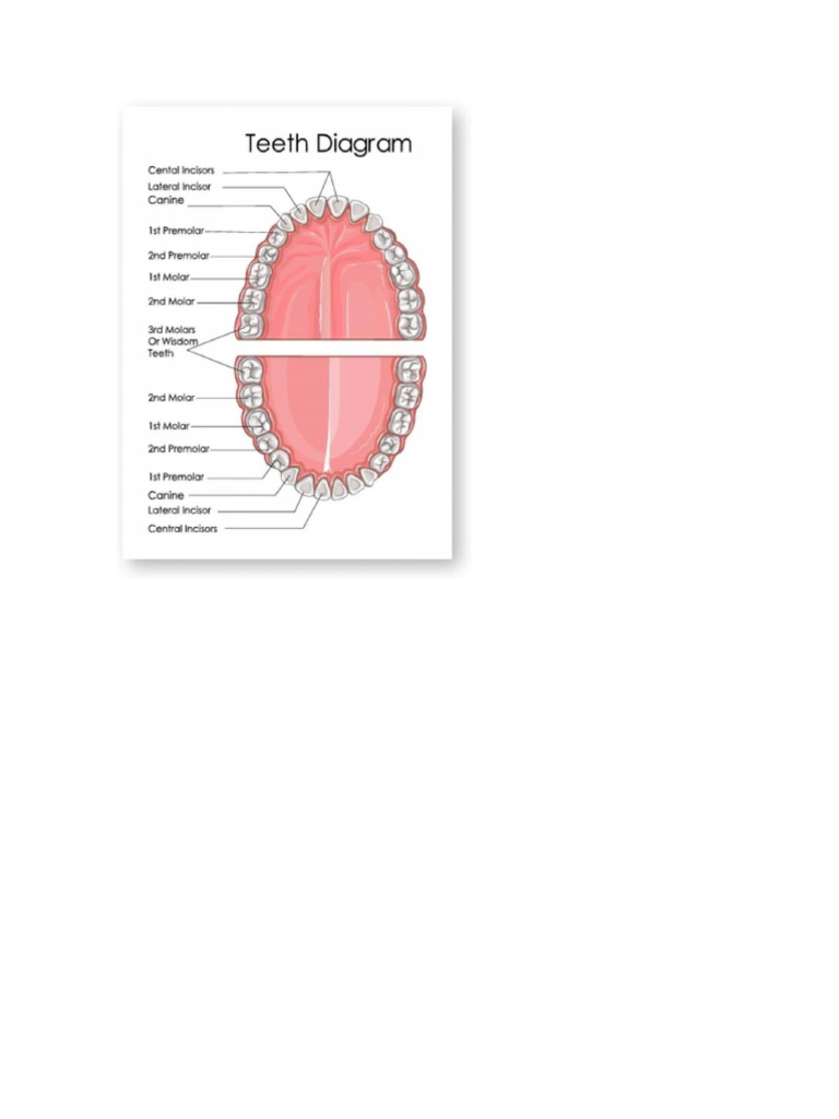 Diagrama Dientes | PDF