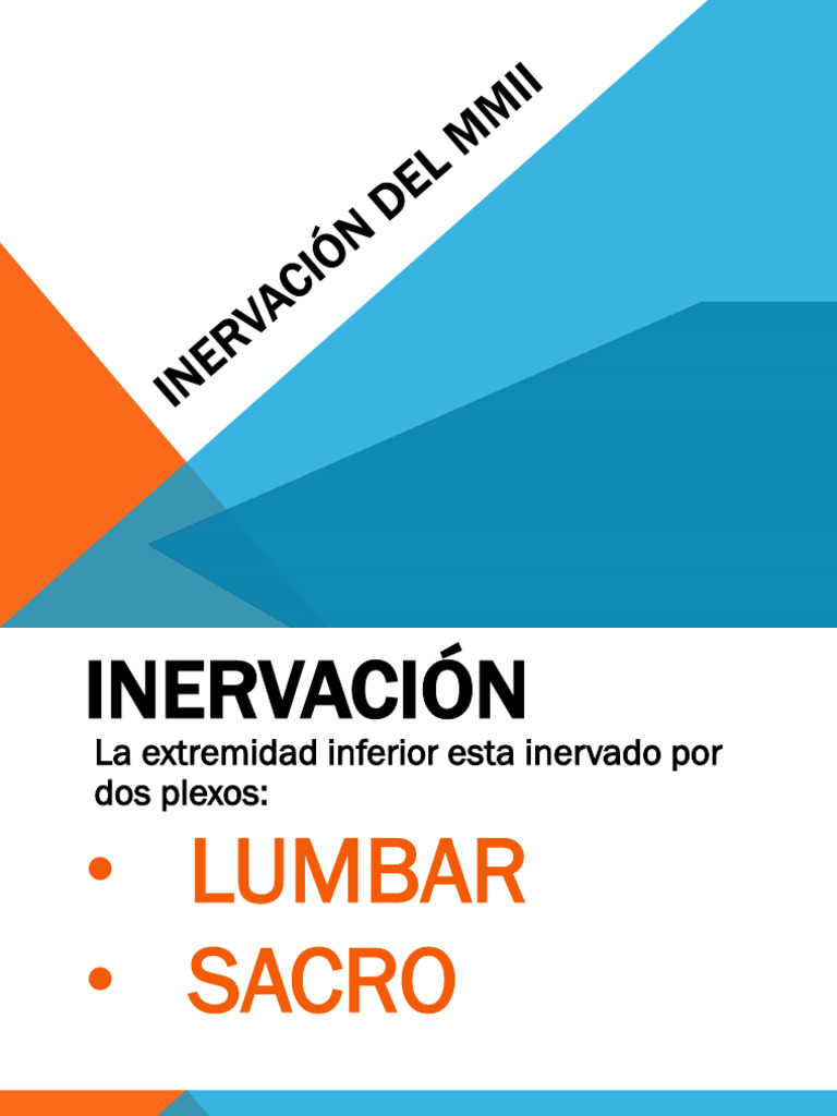 2022- TEORICO- INERVACION DEL MMI | PDF | Anatomía humana | Neuroanatomía