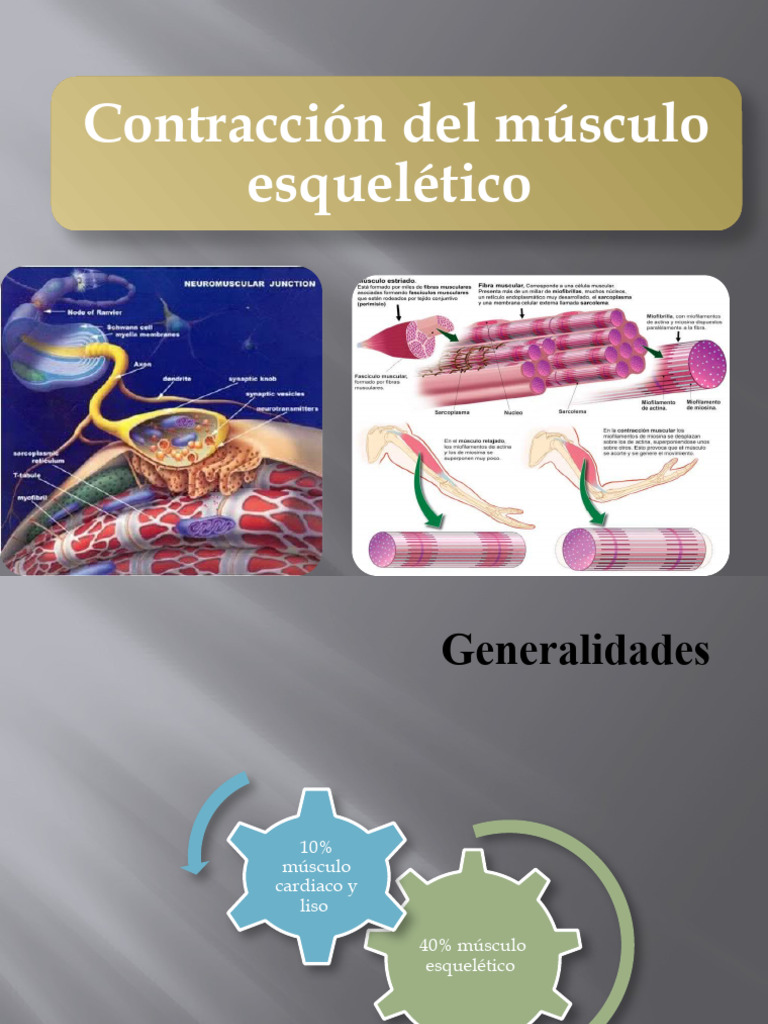 Contracción Músculo Esquelético Pdf Contracción Muscular Músculo