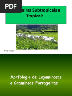 Capim-Buffel: Características e Cultivo | PDF | Brasil | Plantas