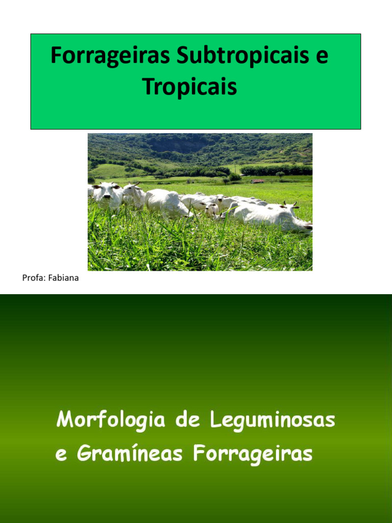 Forrageiras Tropicais e Subtropicais: Tipos e Cultivo | PDF | Cereais