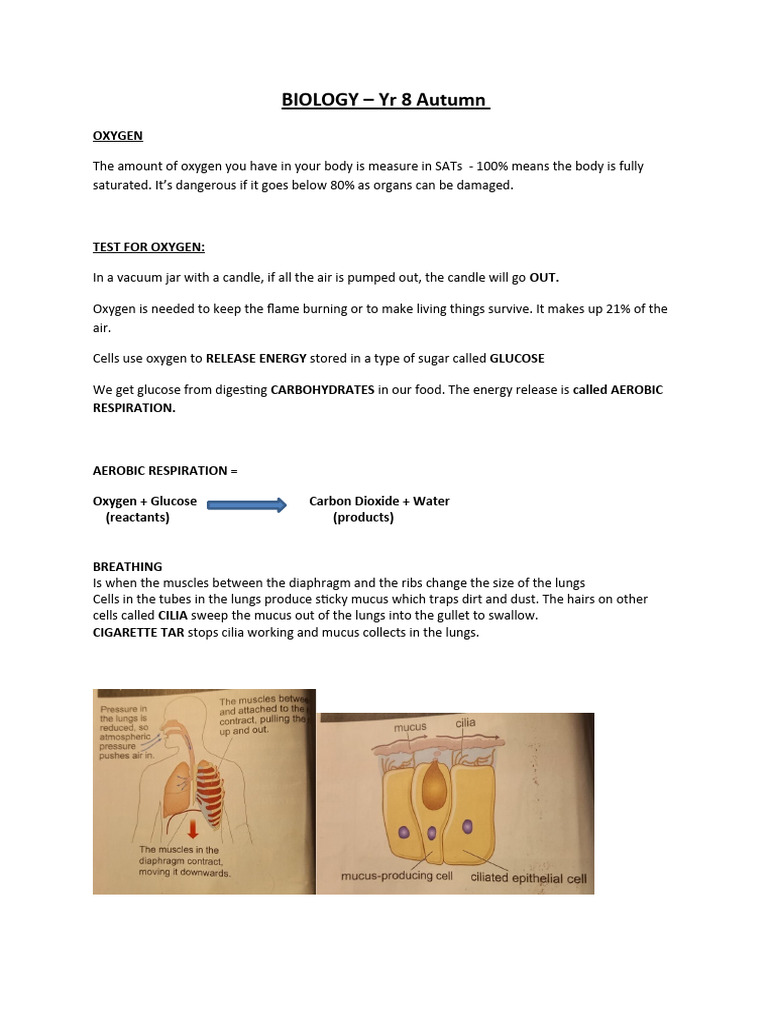 Biology Autumn | PDF | Lung | Respiratory System