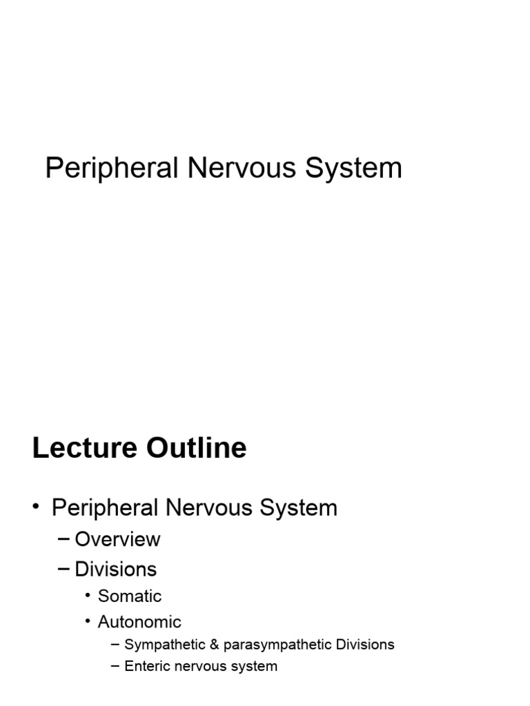 NS PNS | PDF | Autonomic Nervous System | Nervous System