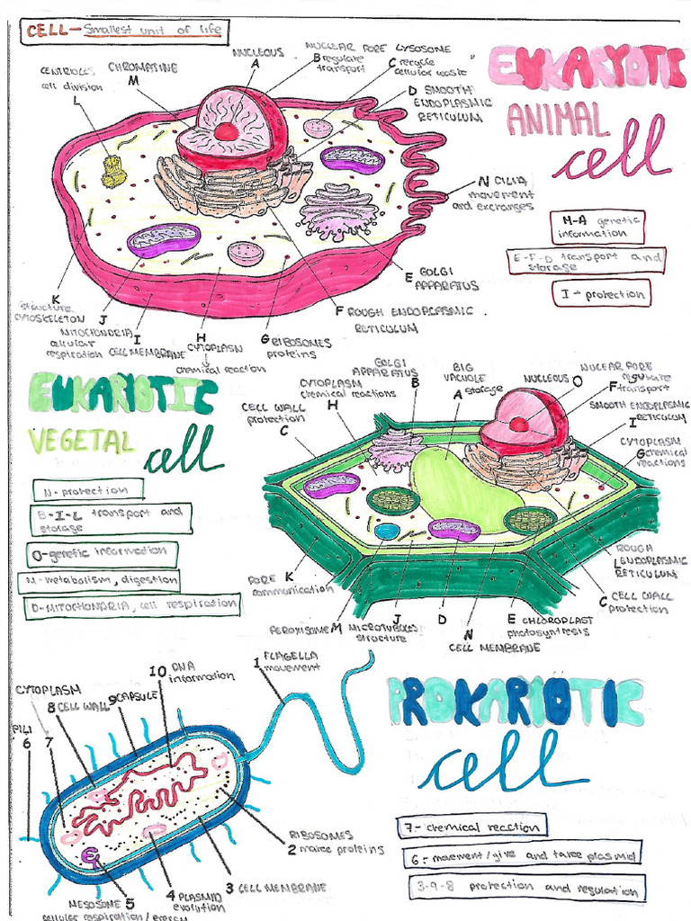 BIOLOGY Types of Cells | PDF