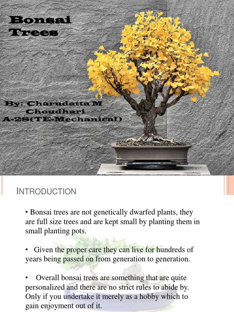 Bonsai Trees Pdf Bonsai Trees
