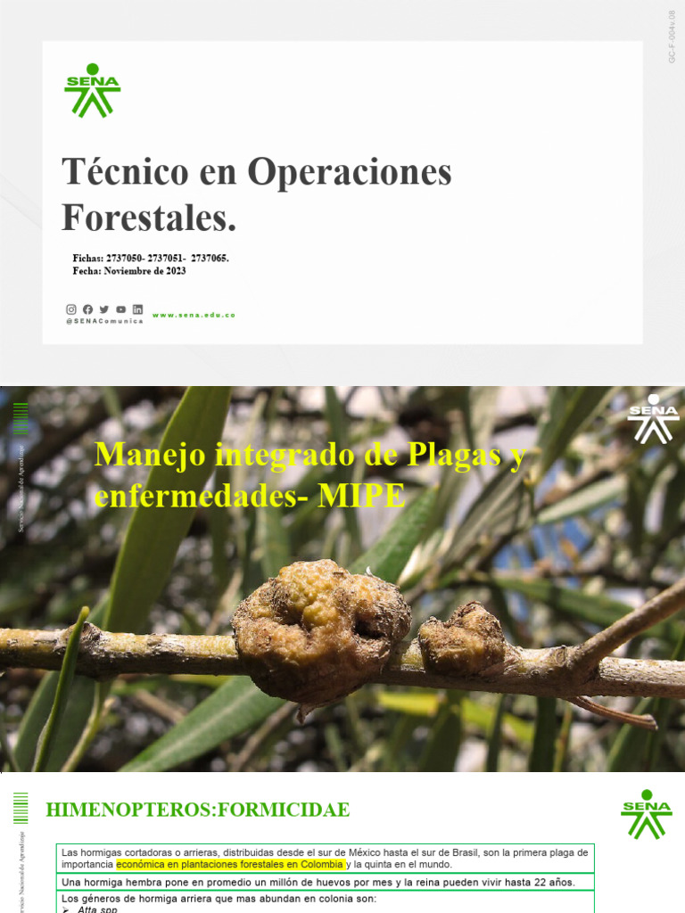 Manejo de Hormigas Arrieras en Bosques | PDF | Hormiga | Insectos