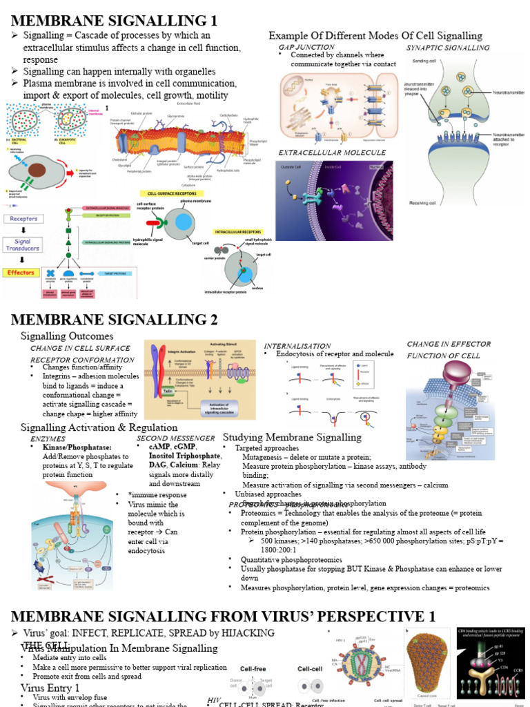 Membrane Signalling | PDF | Cell Signaling | Neurotransmitter