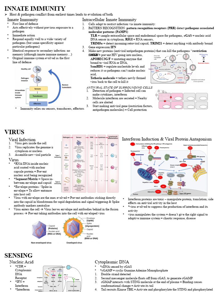 Innate Immunity Pdf Interferon Virus