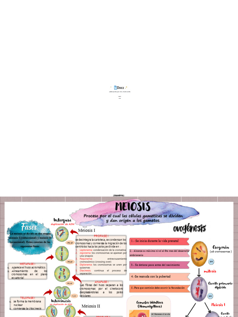 Meiosis 118829 Downloadable 5267009 | PDF | Mitosis | Mitosis