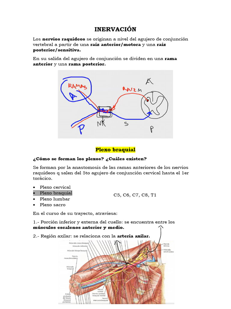 Inervación Miembro Superior | PDF