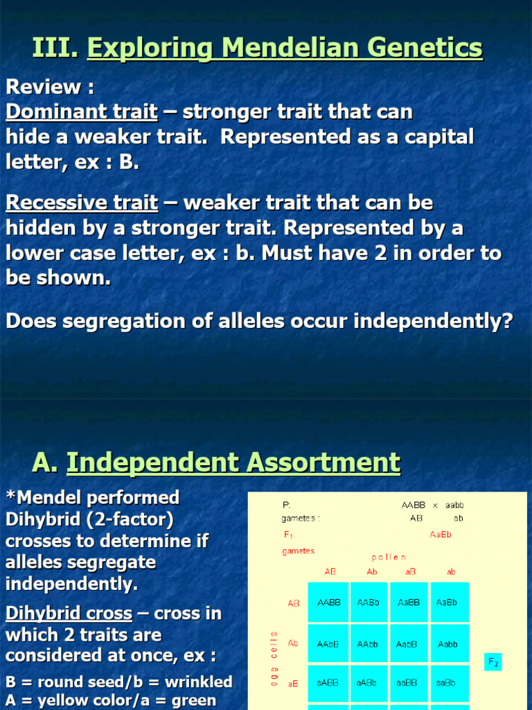 Exploring Mendelian Genetics - 11.3 | PDF | Dominance (Genetics) | Allele