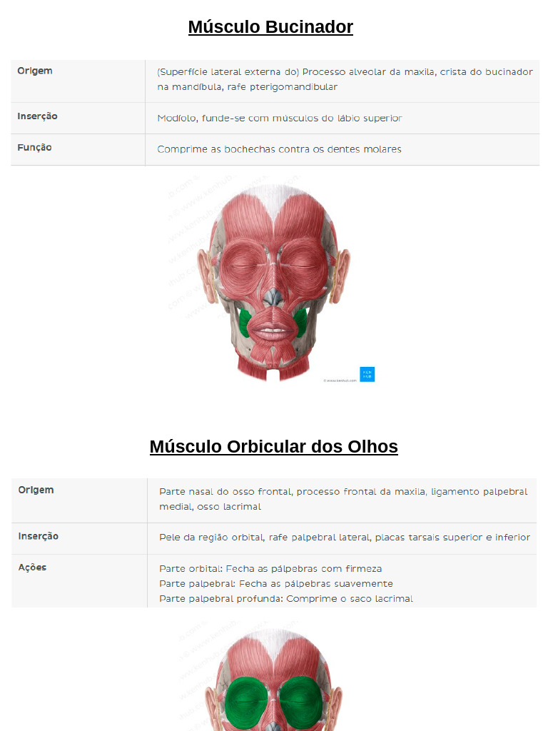 Músculos Da Face | PDF