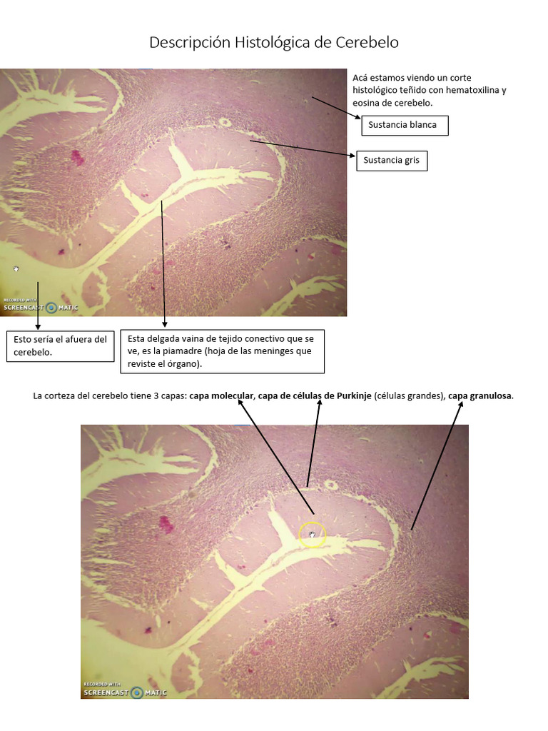 Descripción Histológica de Cerebelo | Descargar gratis PDF | Cerebelo | Biología Celular