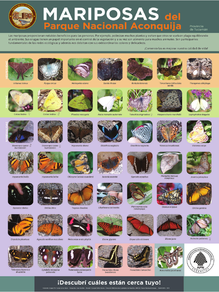 Afiche Mariposas | PDF