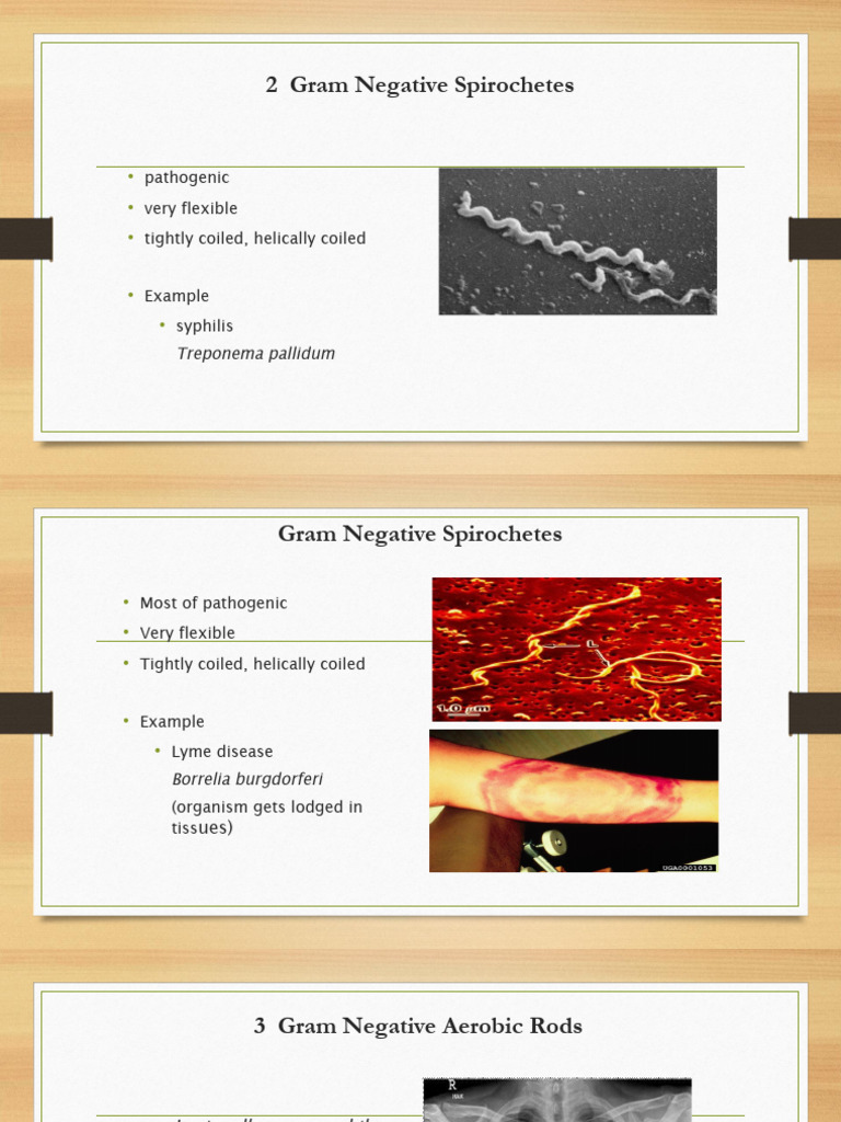 contoh bakteri | PDF | Gram Negative Bacteria | Mycobacterium