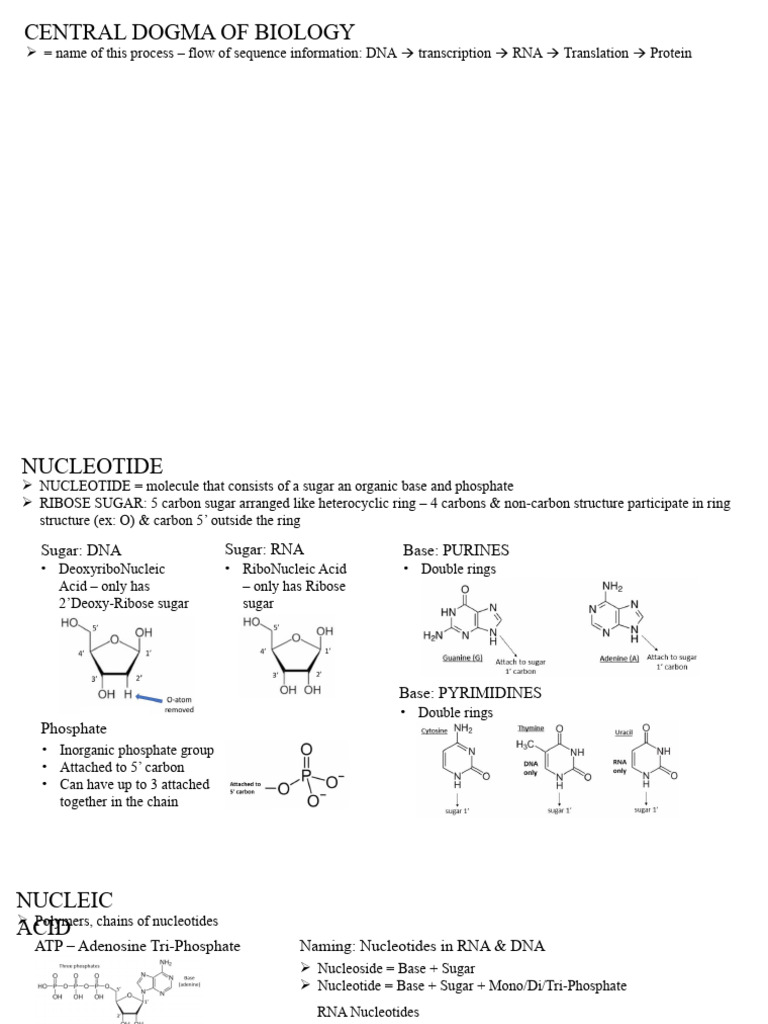 DNA Structure & Replication + RNA | PDF | Dna Replication | Dna