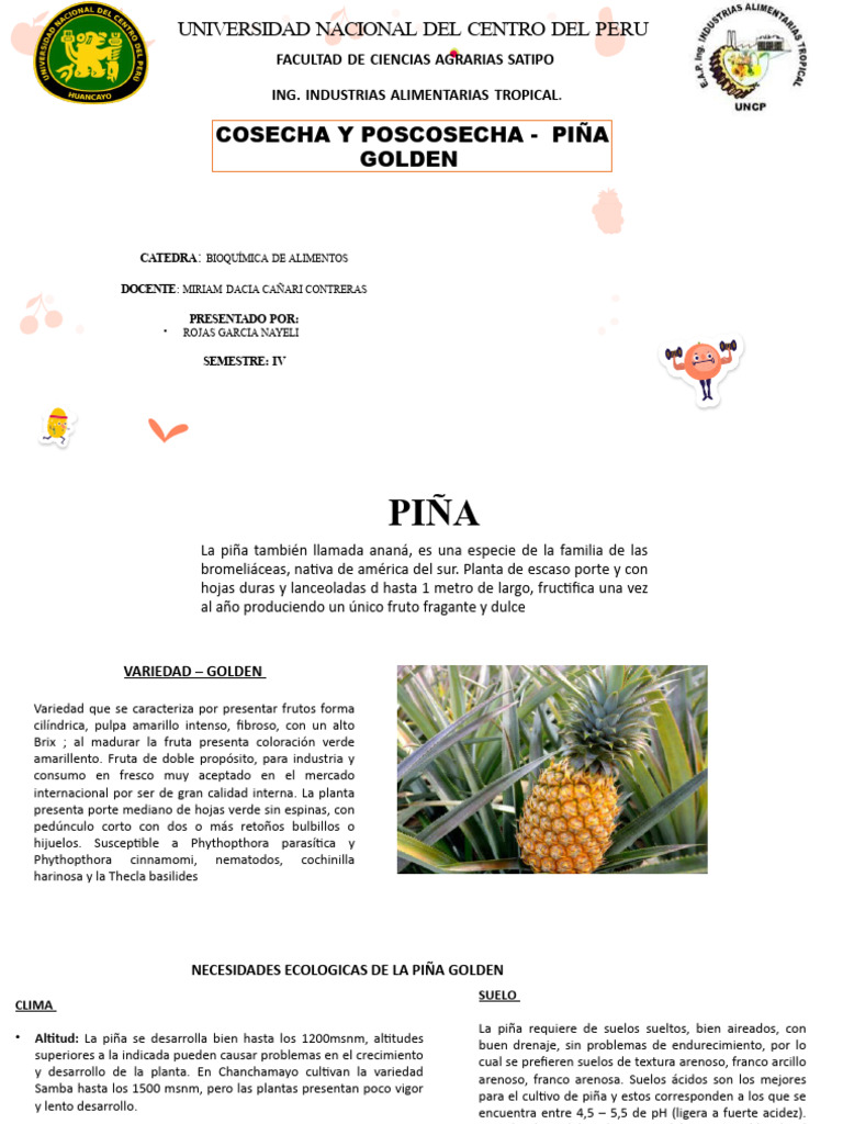 Cultivo y Cosecha de Piña Golden | PDF | Piña | Cosecha
