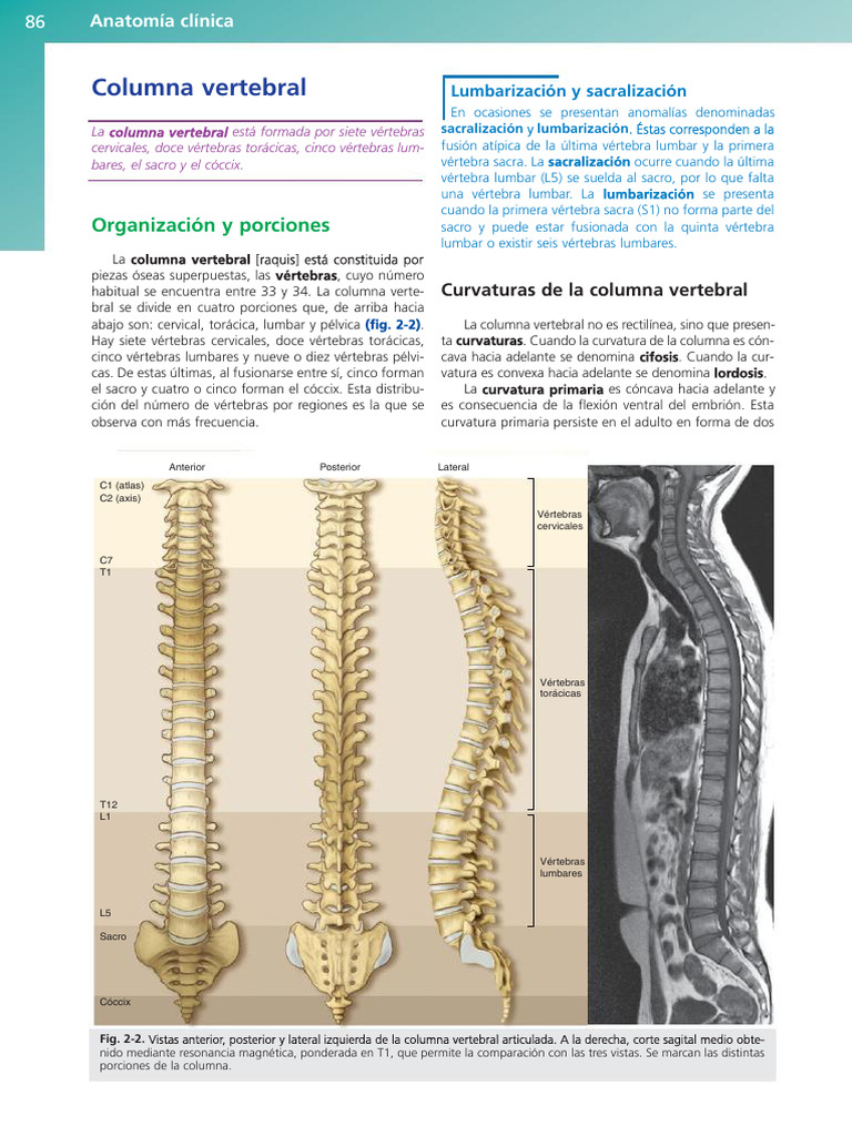 Columna Pro | PDF | La columna vertebral | Vértebra