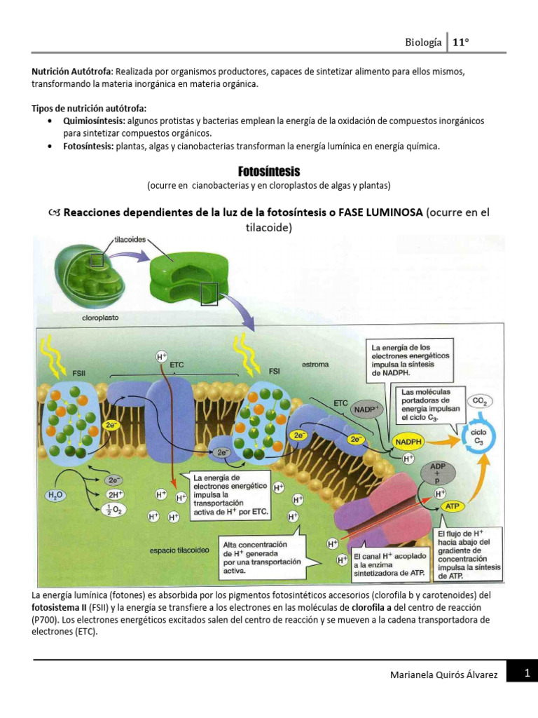 Resumen_Fotosintesis, Respiración celular y Fermentación | PDF ...