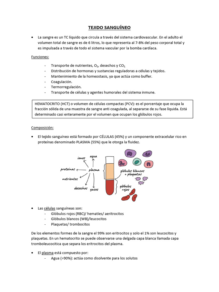 TEJIDO SANGUINEO | PDF | Linfocitos | Sangre