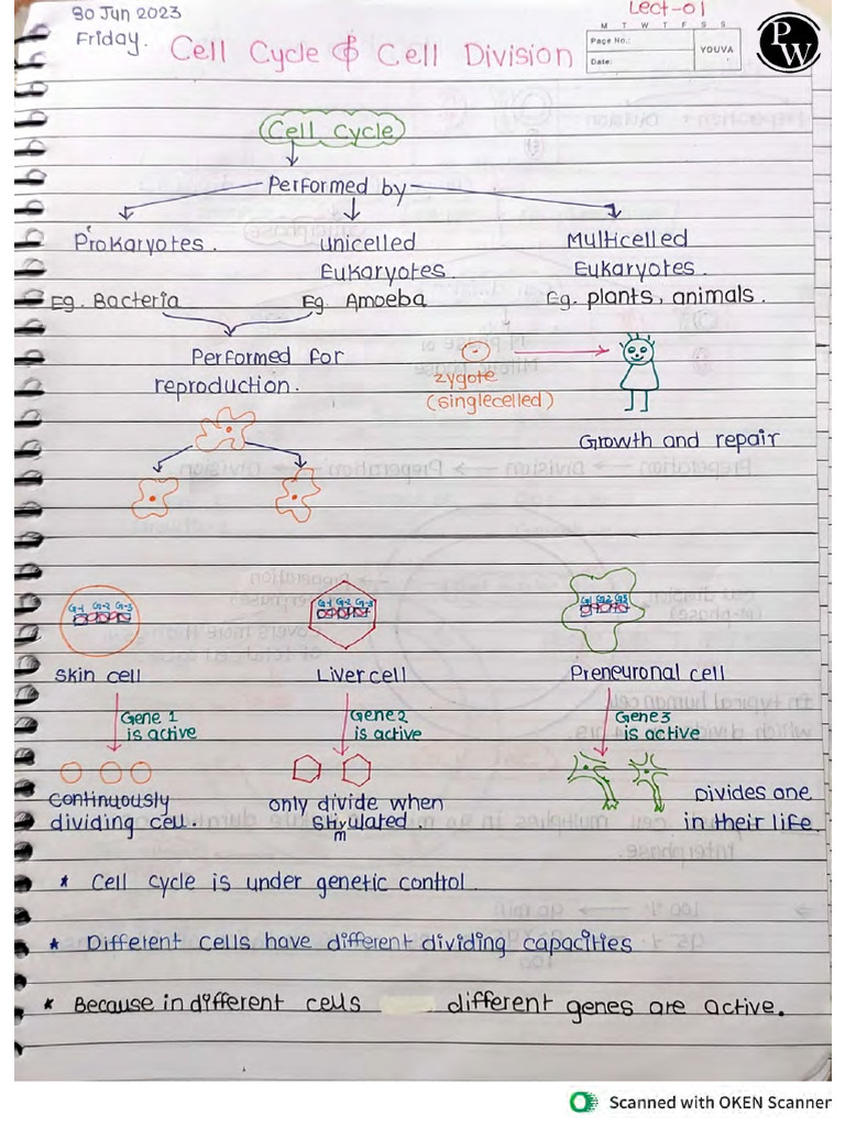 Cell Cycle and Cell Division | PDF
