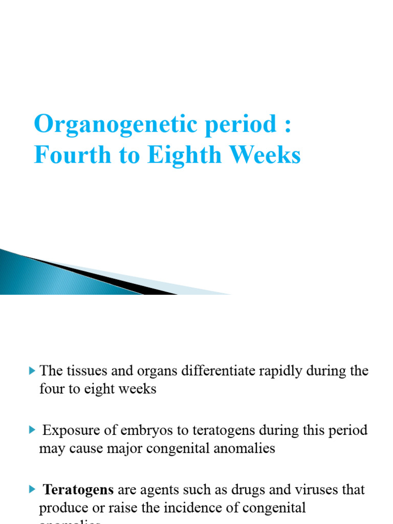 Fourth To Eighth Weeks | PDF | Anatomy