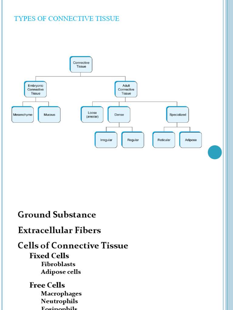 Connective Tissue | PDF | Connective Tissue | Collagen