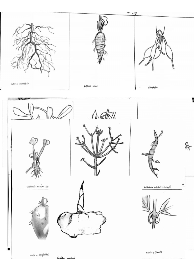 Root 3 | PDF