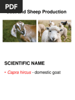 Goat Vital Signs and Health Guide | PDF | Goat | Thermoregulation