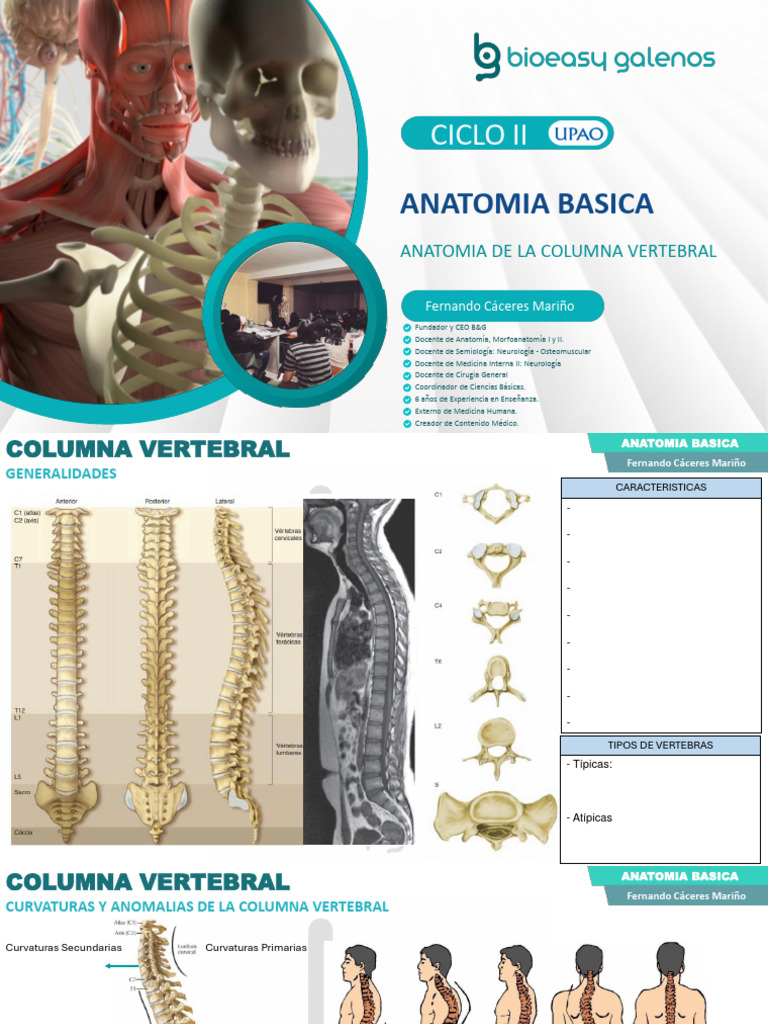 Anatomía de la Columna Vertebral | PDF | La columna vertebral | Vértebra
