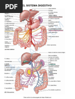 Irrigación e Inervación del Colon | PDF | Intestino grueso | Recto
