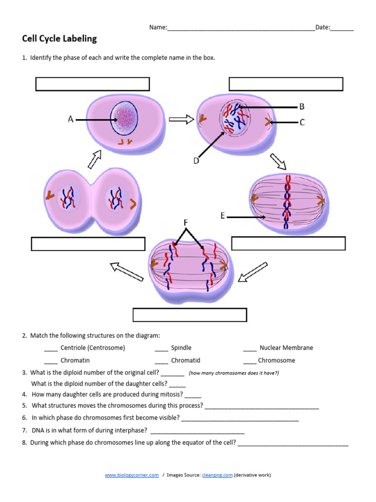 Cell Cycle Labeling | PDF | Science & Mathematics