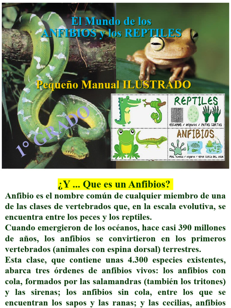 Anfibios y Reptiles: Guía Ilustrada | PDF | Anfibio | Reptil
