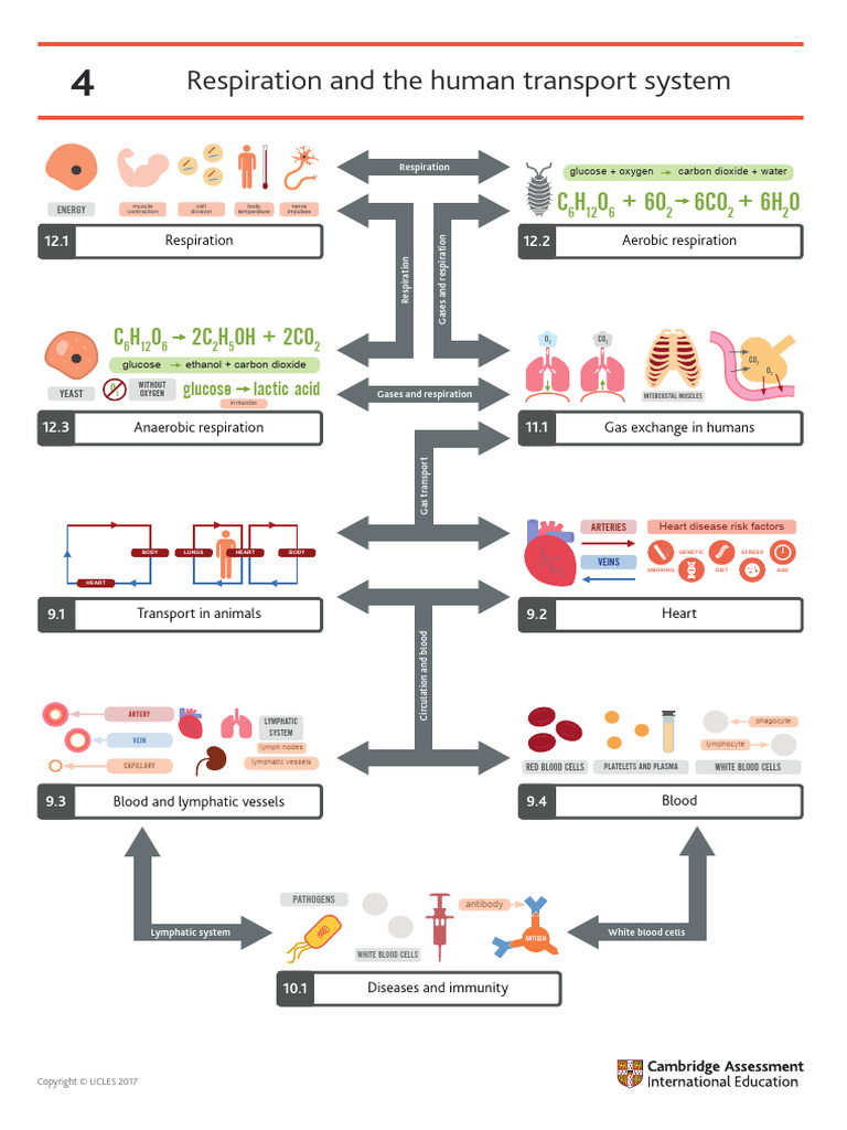 4 Respiration and The Human Transport System | PDF | Blood | Cellular ...