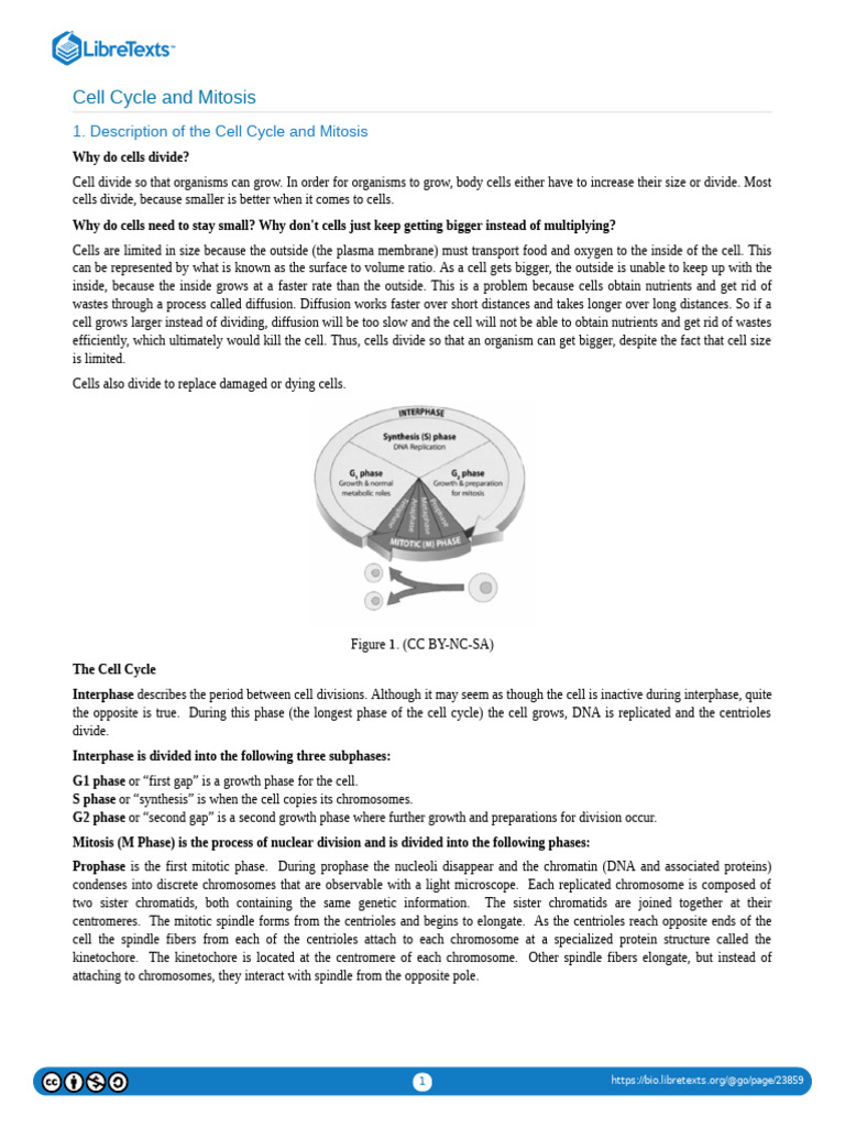 Cell Cycle And Mitosis Pdf Mitosis Chromosome