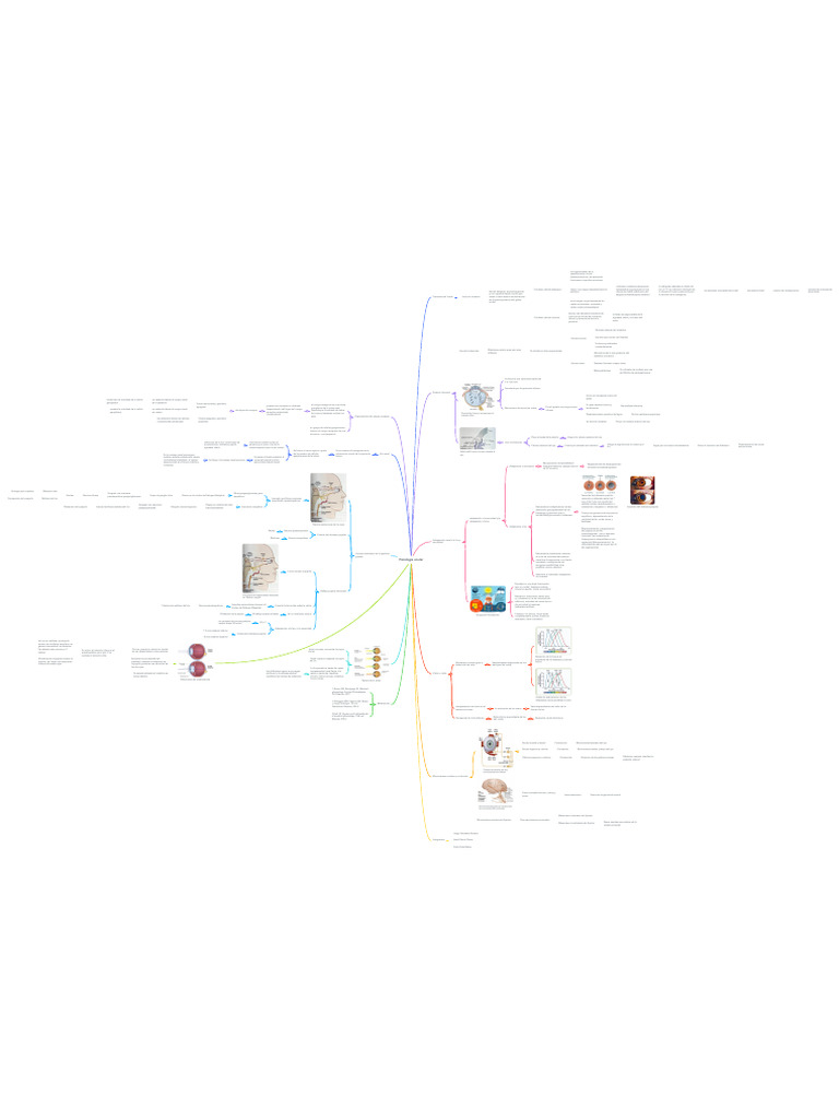Mapa Fisiología Ocular | PDF | Percepción visual | Ojo humano