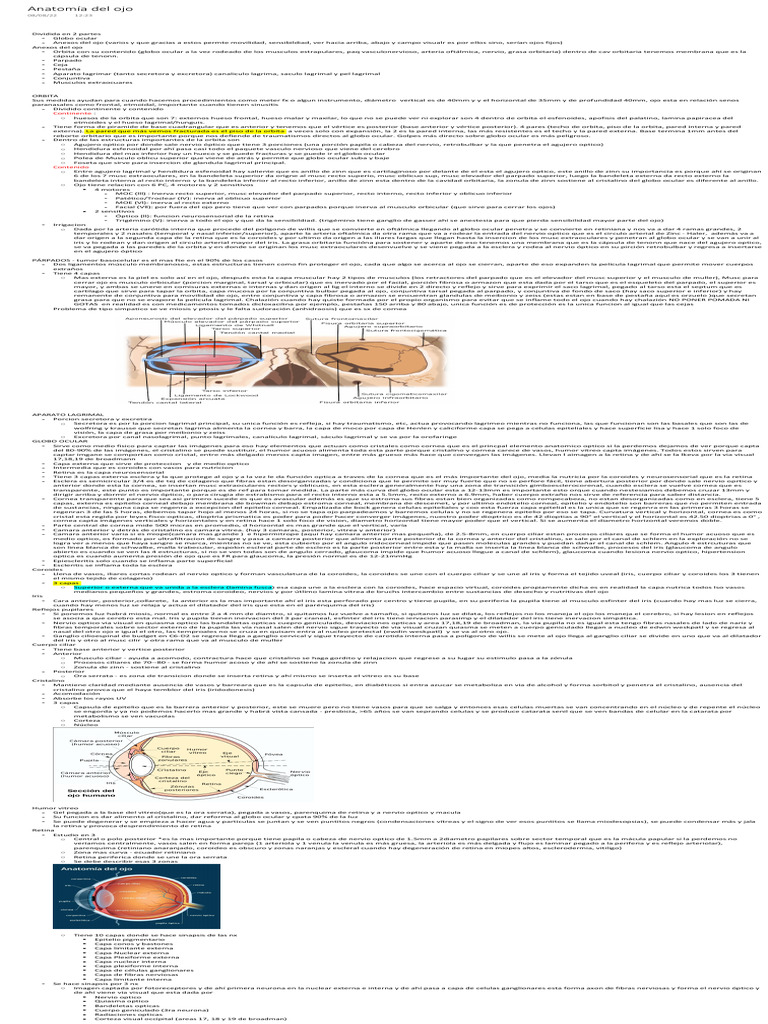 Anatomía del ojo | PDF | Ojo humano | Córnea
