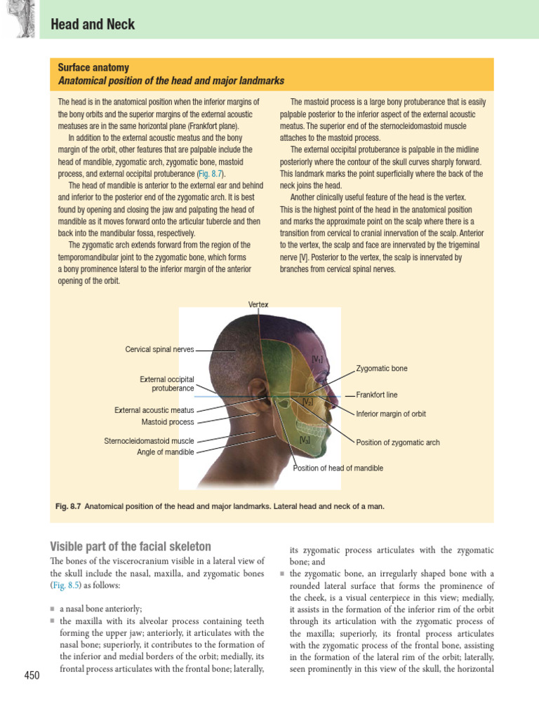 Anatomical Position of The Head and Major Landmarks | PDF | Neck | Skull