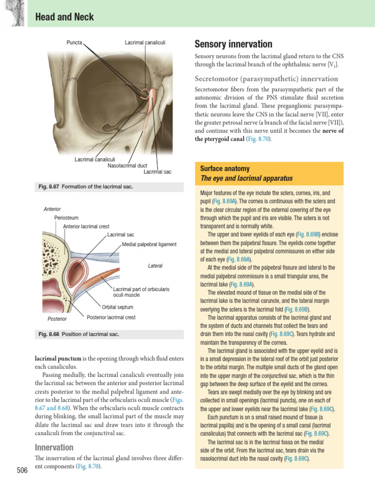 Head and Neck Sensory Innervation | PDF | Neuroanatomy | Human Anatomy