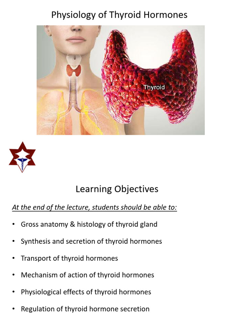 Thyroid Hormones: Physiology Overview | PDF | Thyroid | Cholesterol