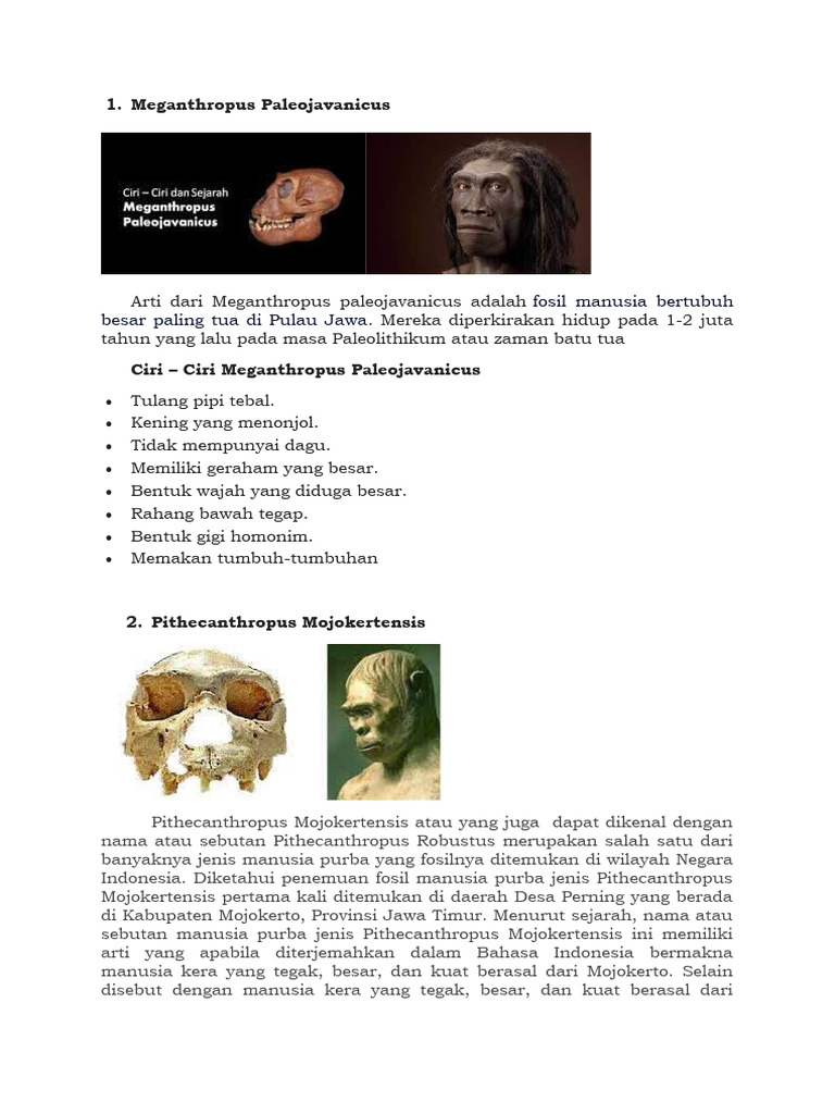 Ciri-Ciri Meganthropus Paleojavanicus | PDF