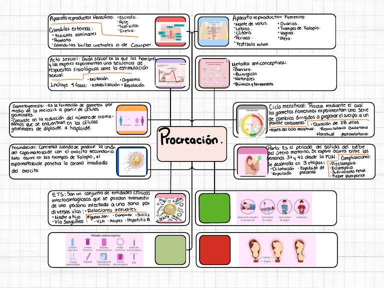 U2 Mapa Conceptual Procreación | PDF