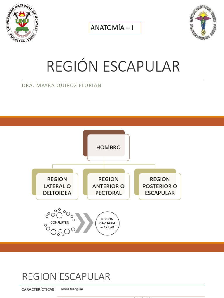 Anatomía de la Región Escapular y Deltoidea | PDF | Extremidades ...