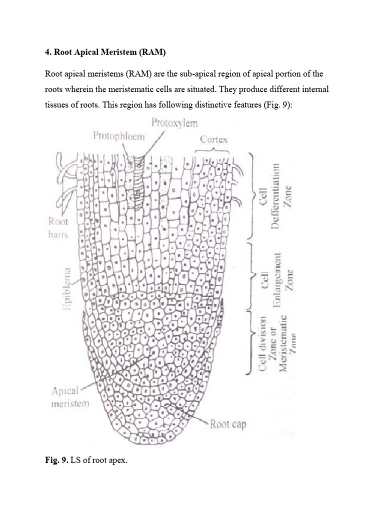 Organization of Root Apical Meristem | Download Free PDF | Root ...